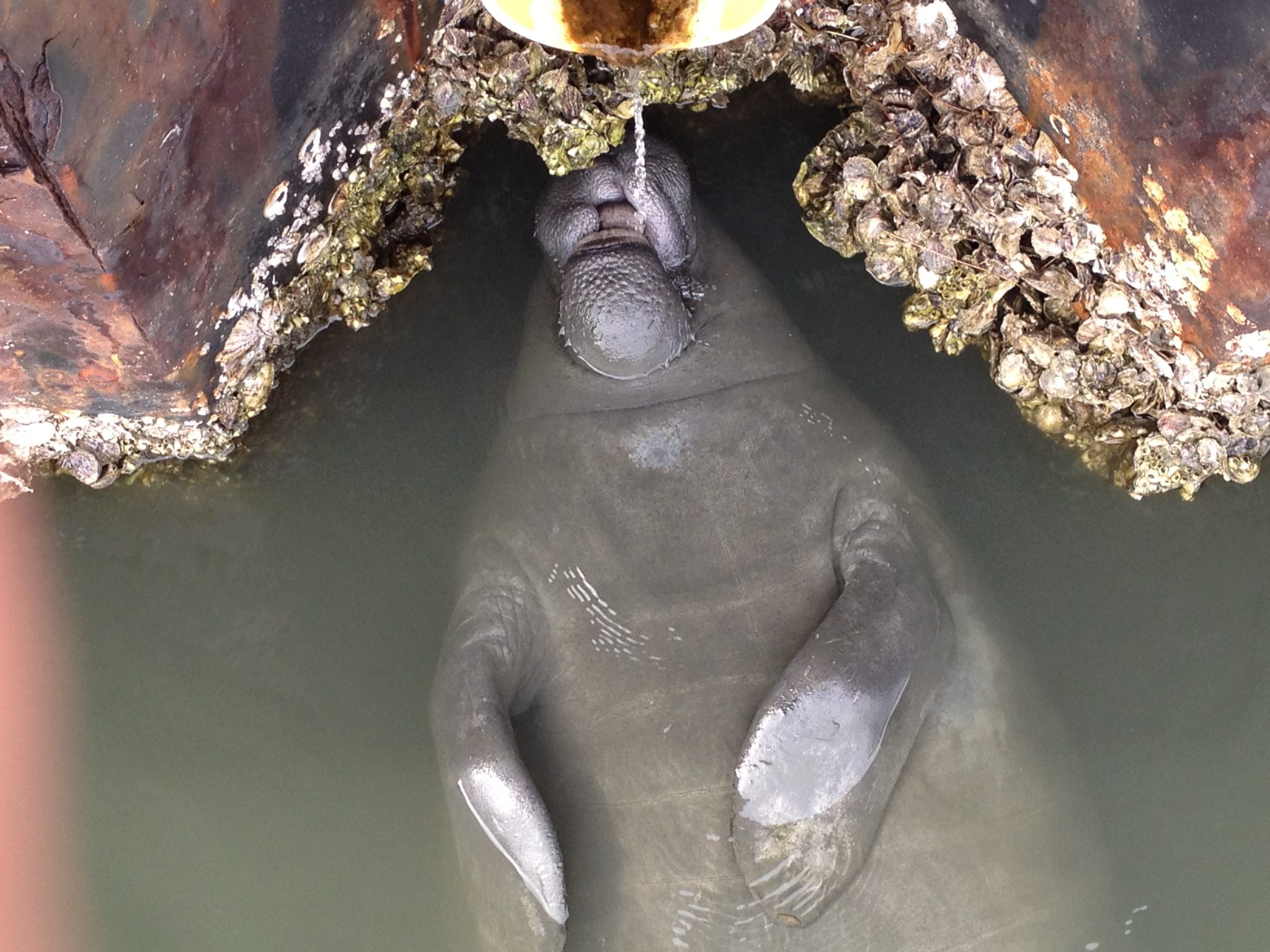 UESI Protects Manatees - GPI